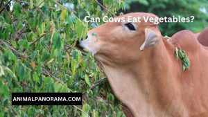 Can Cows Eat Vegetables?