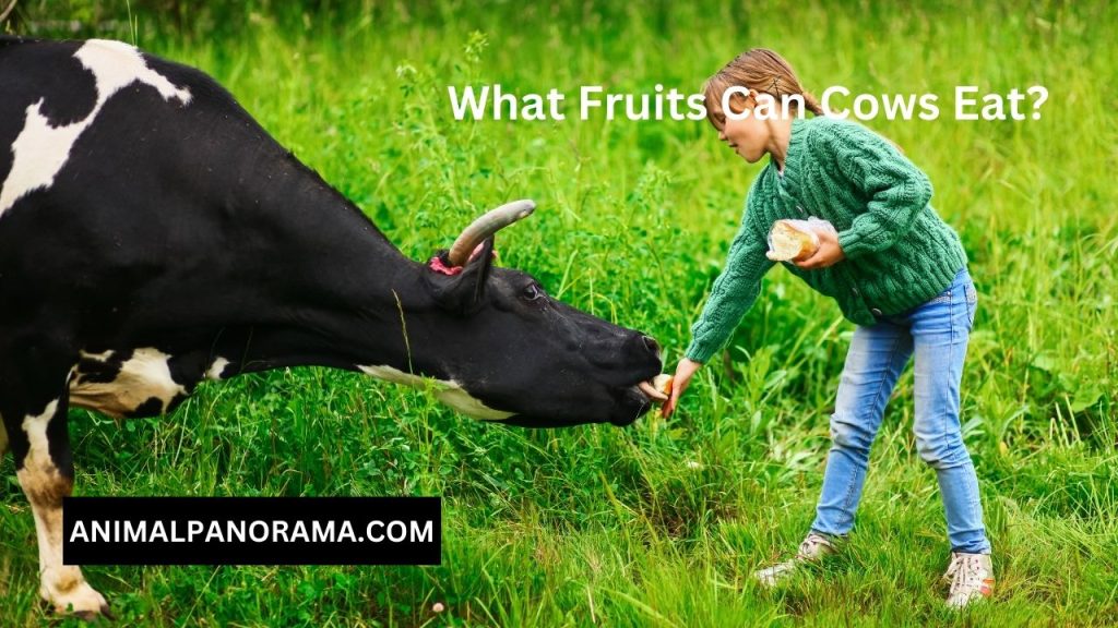 What Fruits Can Cows Eat?